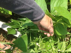 Quick and Easy Green Bean Picking - Mr. Farmer's Daughter
